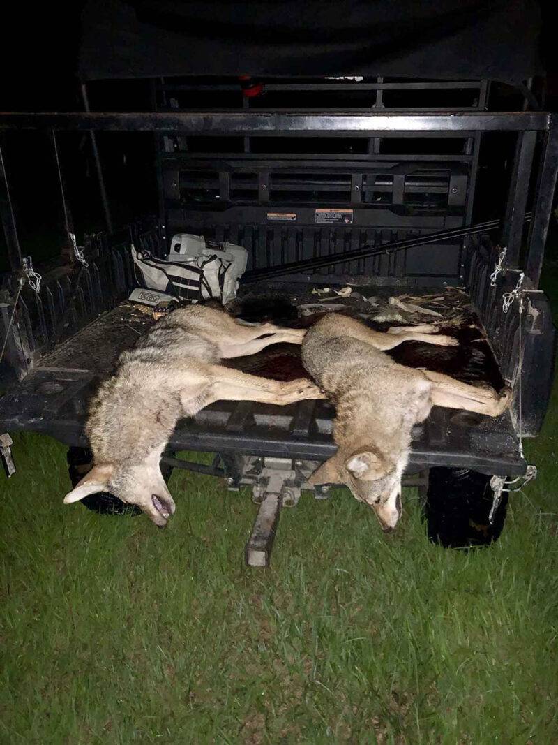 Thermal Varmint Photos in Florida | Seminole Prairie Safaris